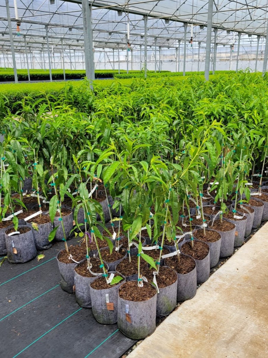 Root Pouch fabric pots made of recycled water bottles