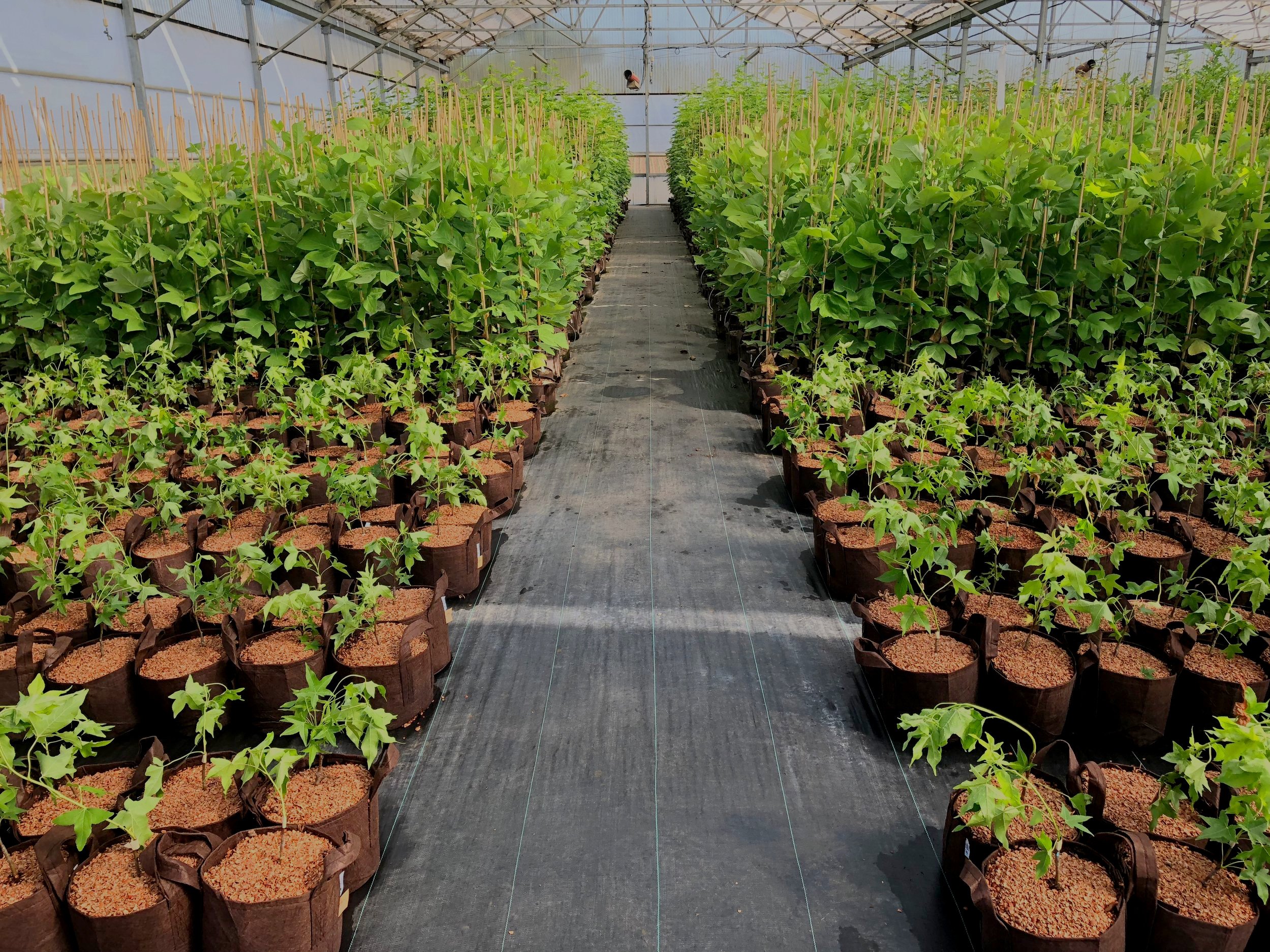 Root Pouch fabric pots made of recycled water bottles